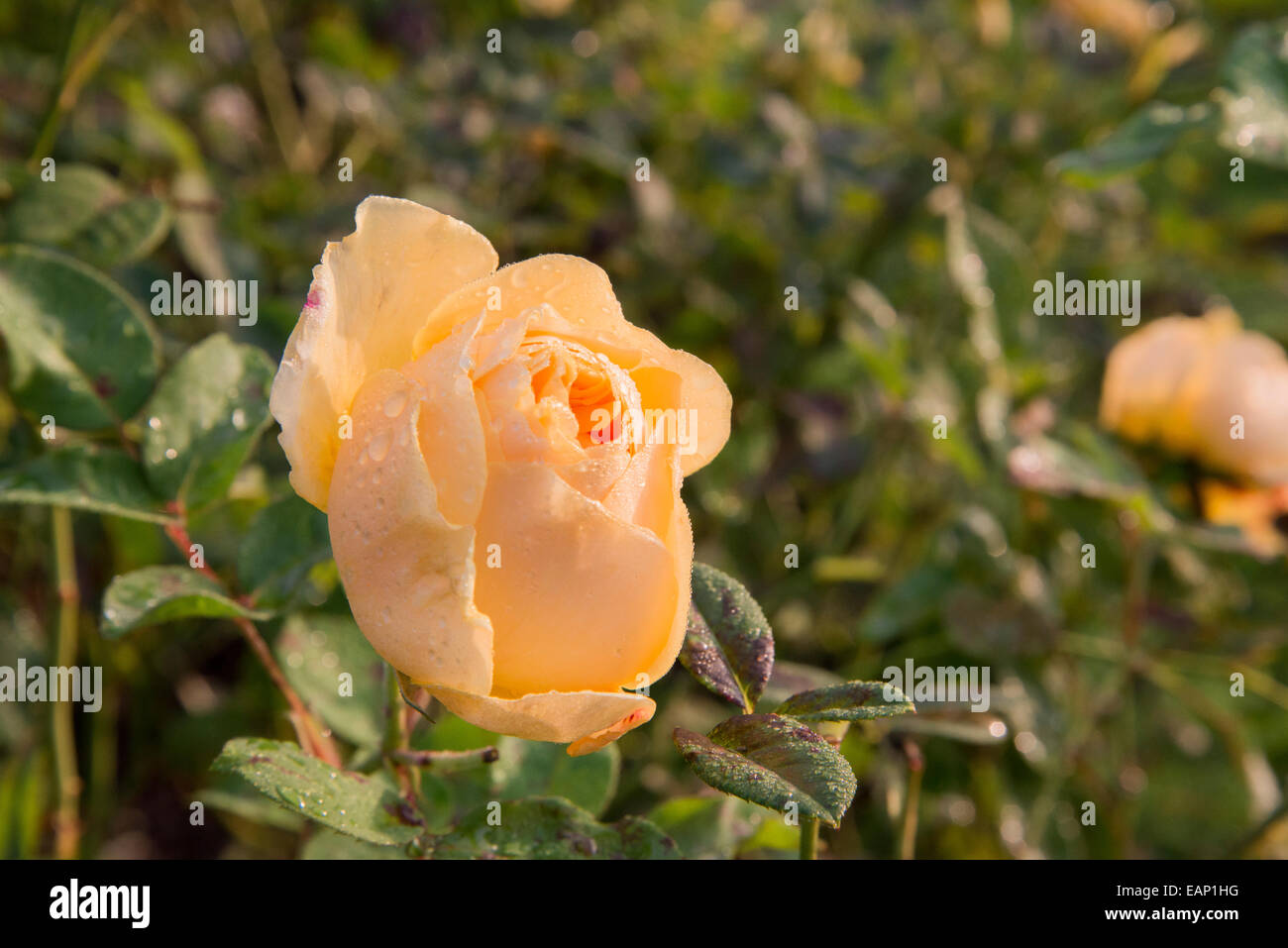 Hybrid Tea Rose, "Rosa Rosaceae" Lady Mavis Pilkington' in Greenwich ...