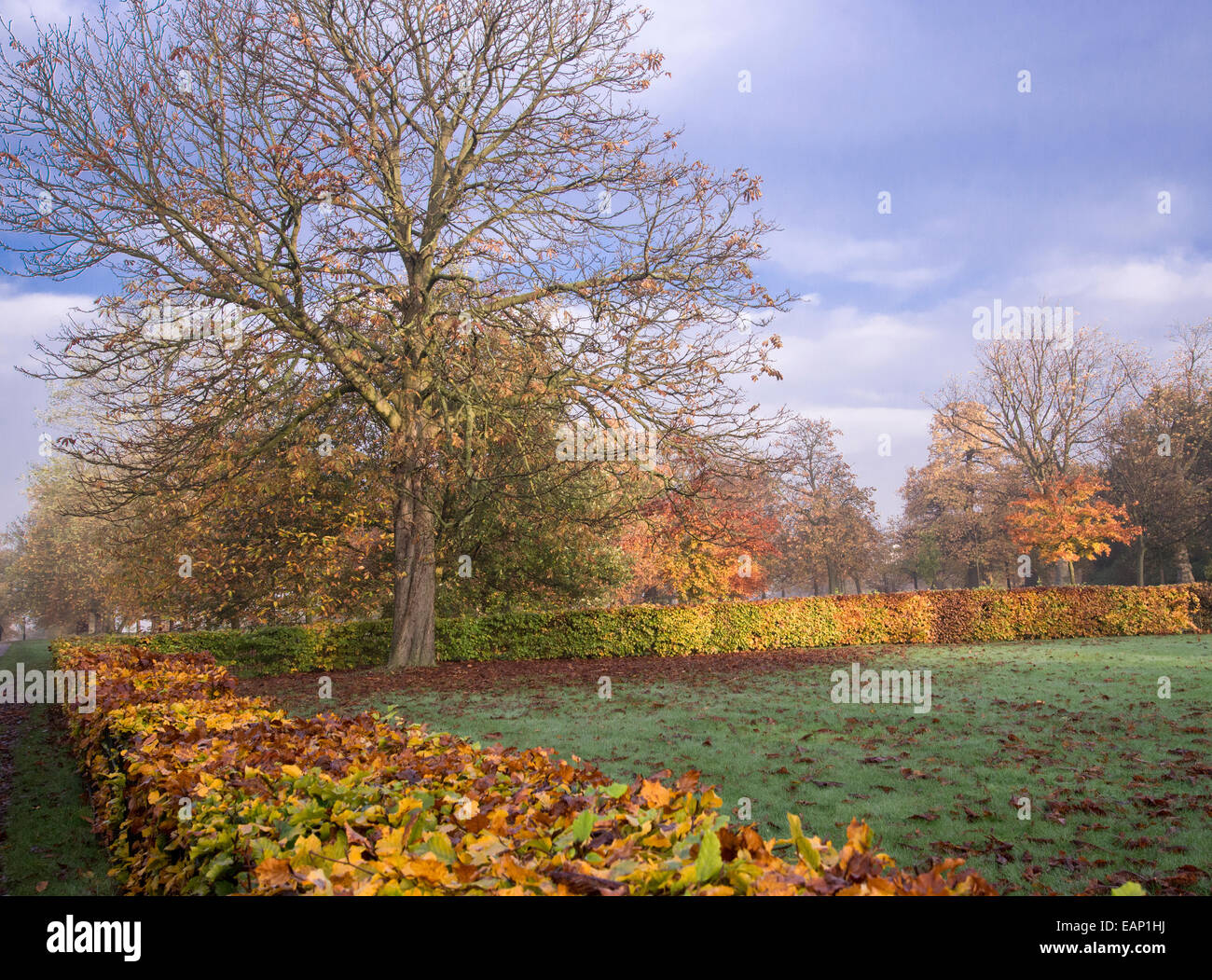 Green gold autumn colours hi-res stock photography and images - Alamy