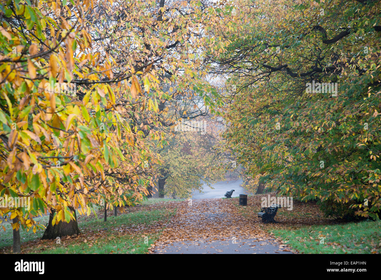 Autumn colours in Greenwich Park, London, England Stock Photo - Alamy