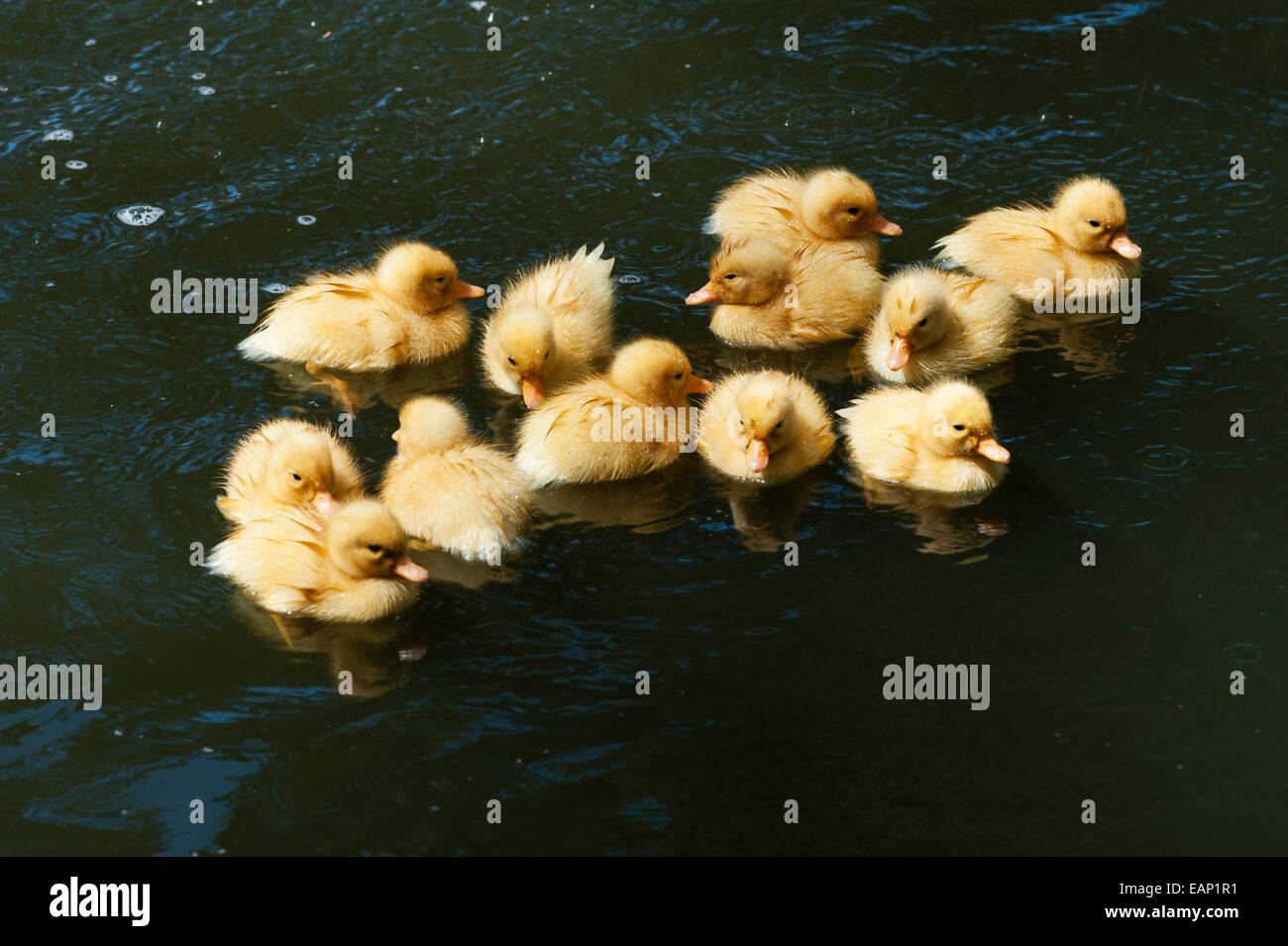 Baby ducks on a pond hi-res stock photography and images - Alamy