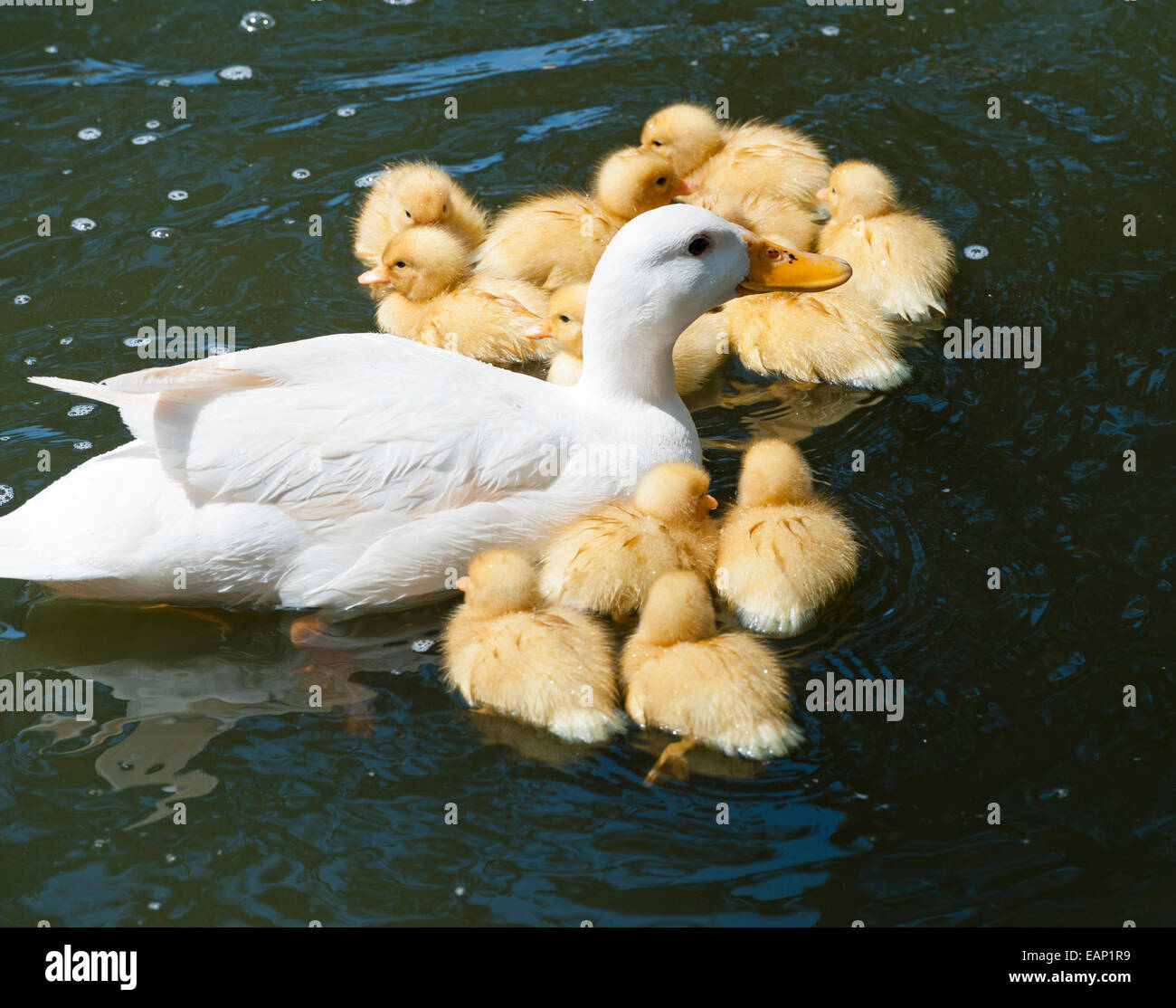 Baby Ducklings High Resolution Stock Photography and Images - Alamy