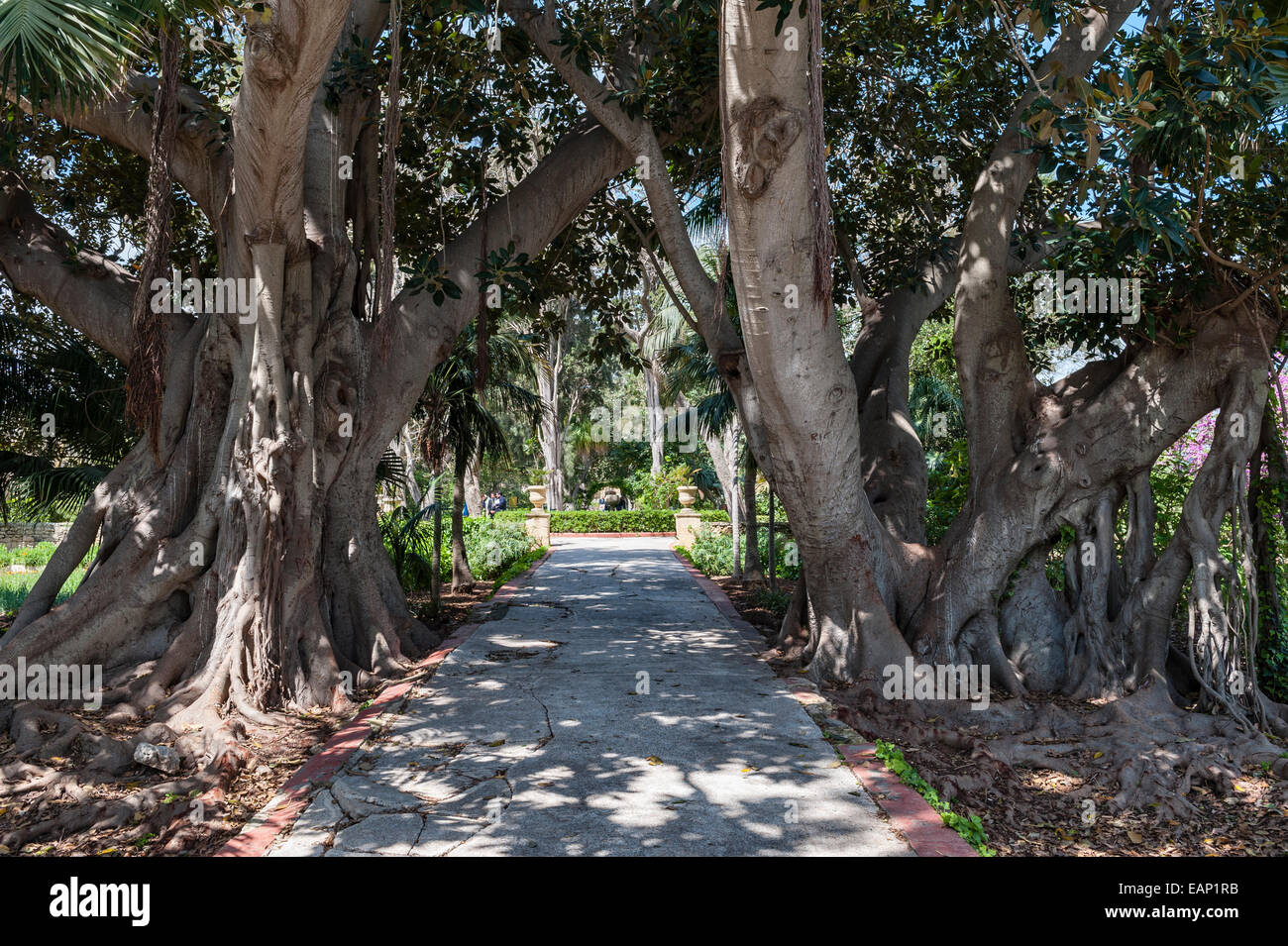 An avenue of Weeping Fig trees (ficus benjamina) in the San Anton ...