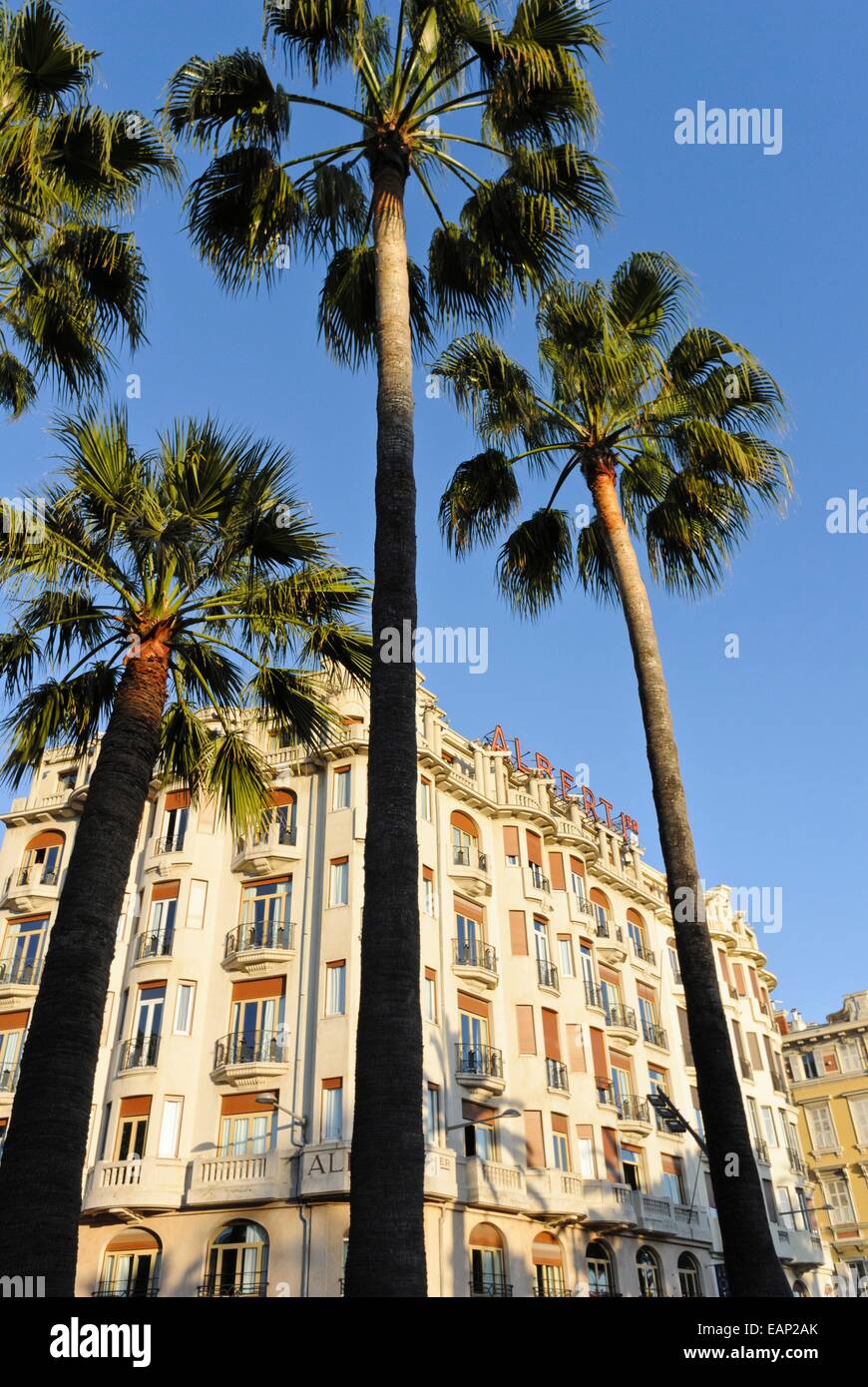 Washingtonia Robusta