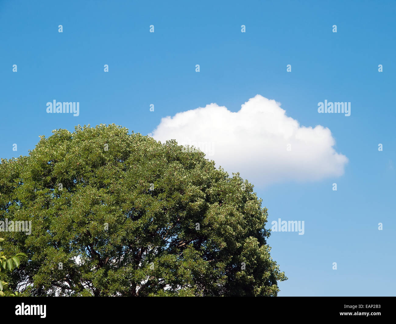 Cloud of ash hi-res stock photography and images - Alamy