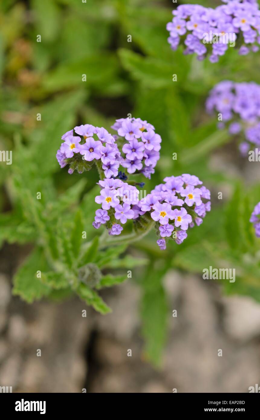 Heliotrope flower hi-res stock photography and images - Alamy