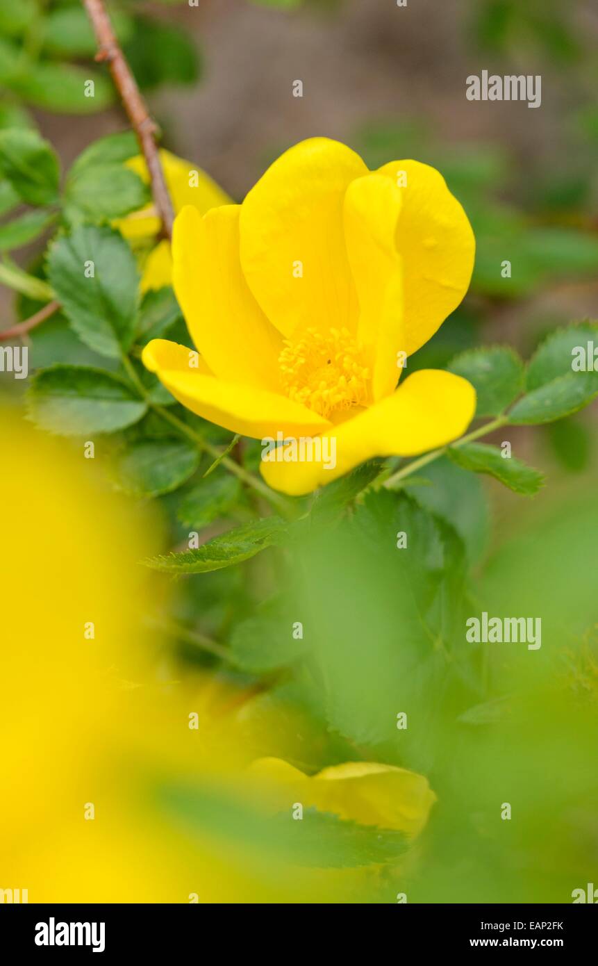 Austrian briar roses hi-res stock photography and images - Alamy