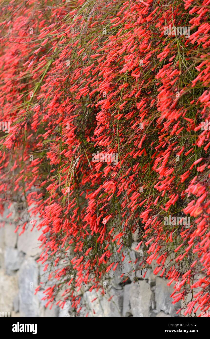 Firecracker plant (Russelia equisetiformis Stock Photo - Alamy