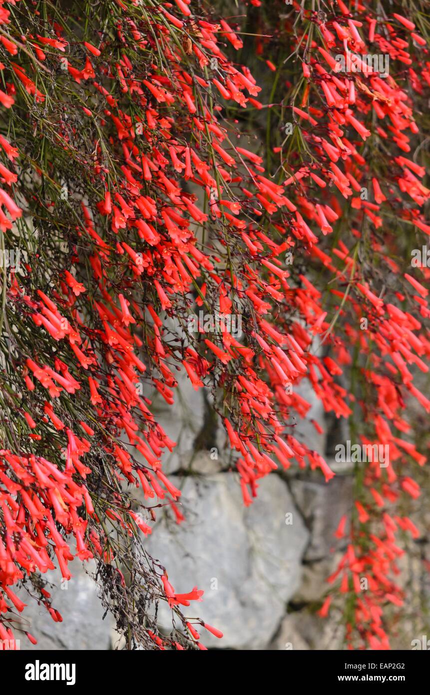 Firecracker plant (Russelia equisetiformis Stock Photo - Alamy