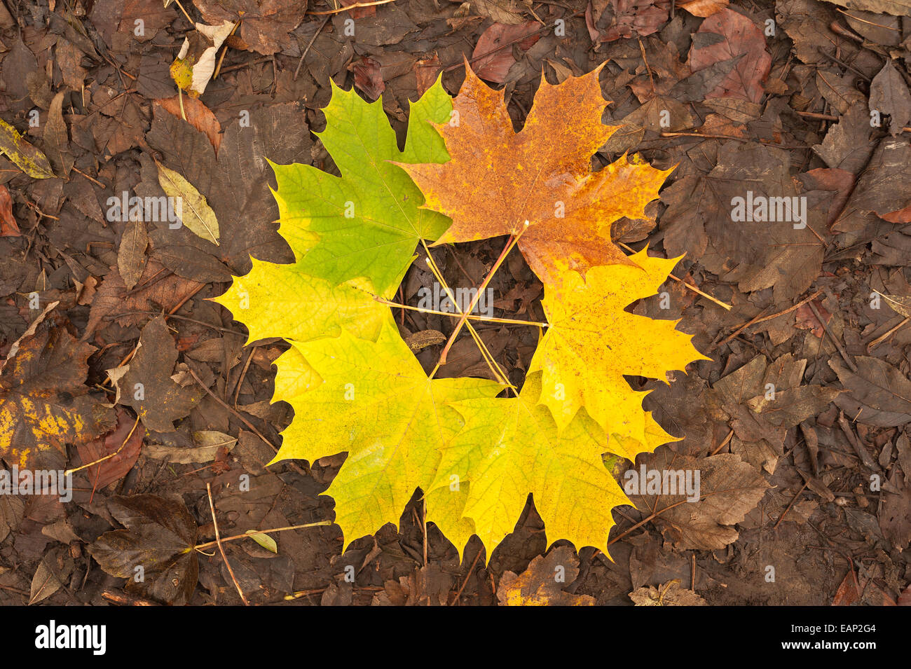 Andy Goldsworthy Fall Leaves