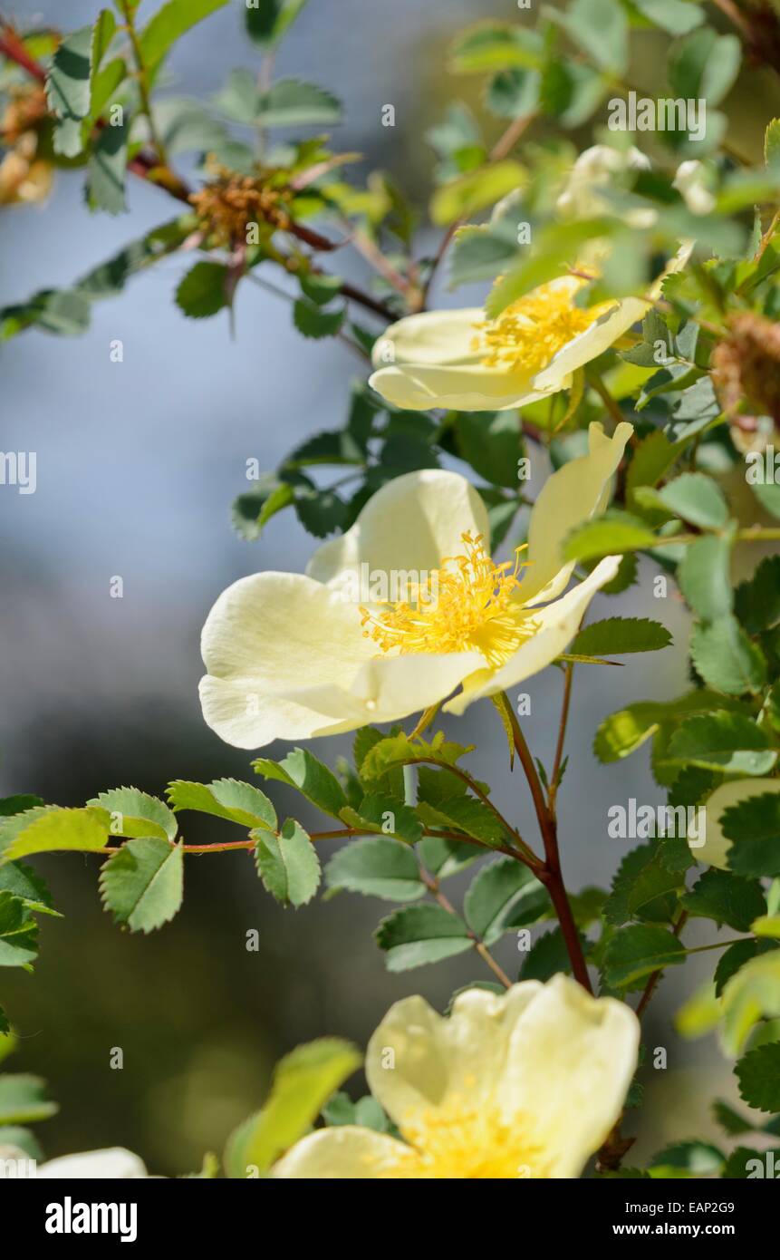 Rose (Rosa primula Stock Photo - Alamy