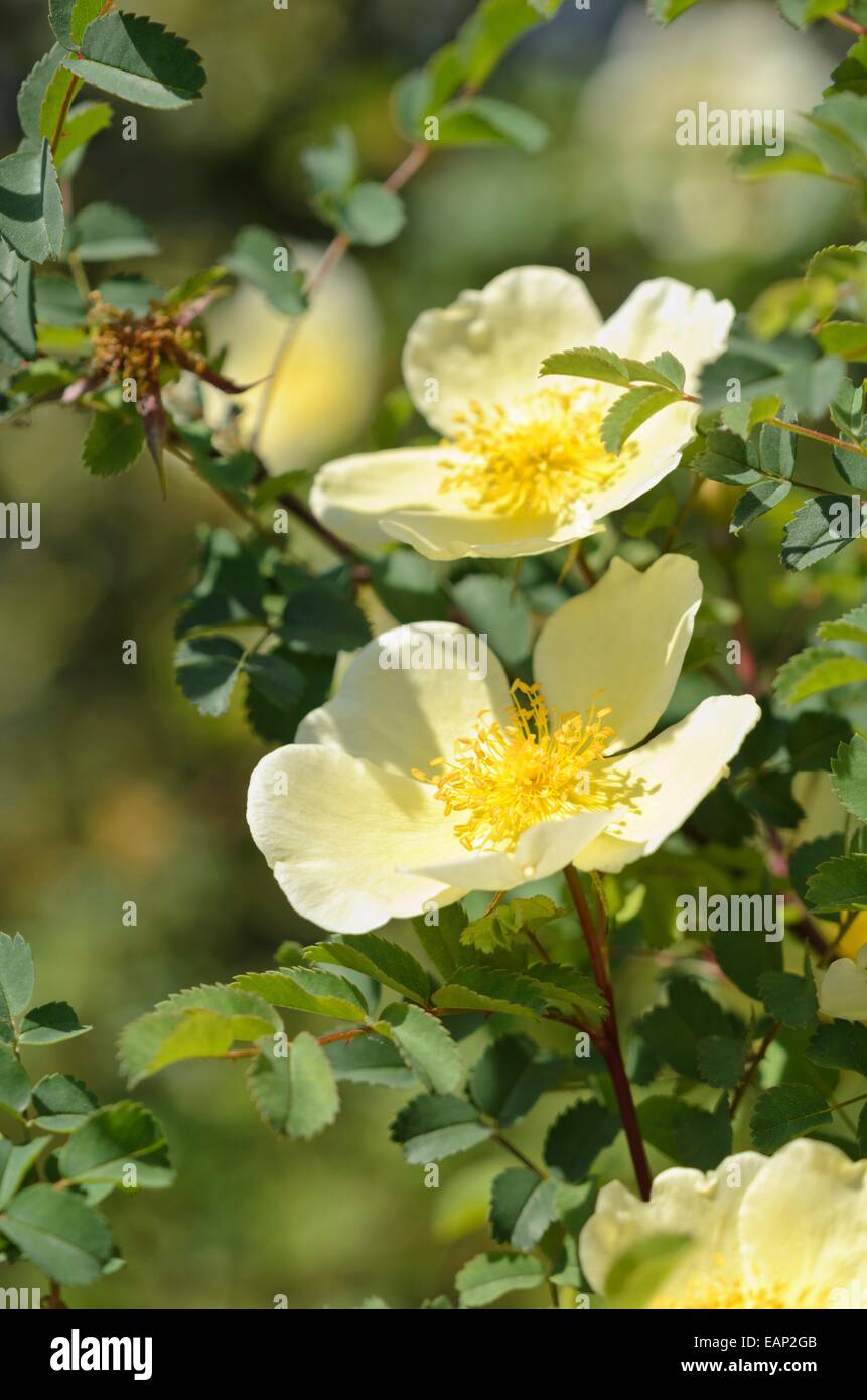Rosa rose rosaceae hi-res stock photography and images - Alamy