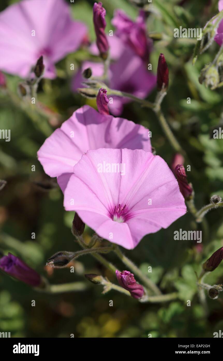 Bindweed bindweed bindweeds convolvulus convolvulaceae hi-res stock ...