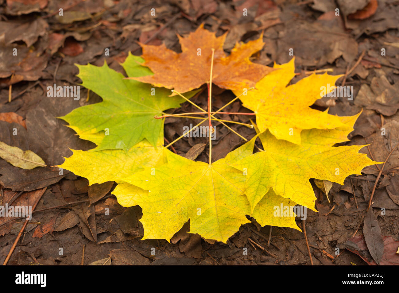Andy goldsworthy tree hi-res stock photography and images - Alamy