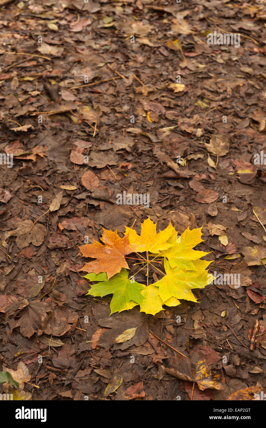 Andy goldsworthy tree fall hi-res stock photography and images - Alamy