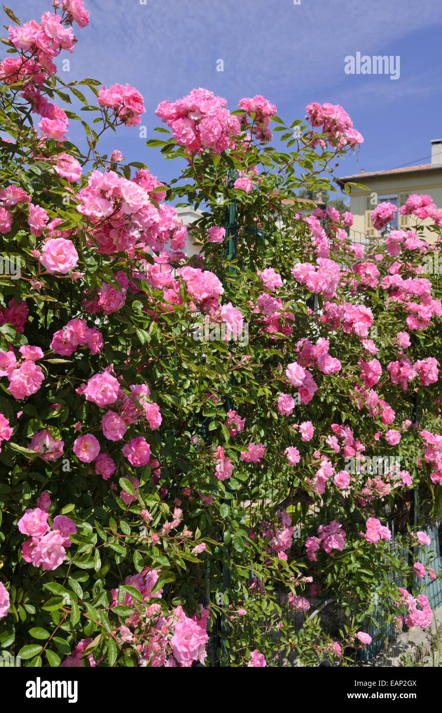 Rosa flowering hi-res stock photography and images - Alamy