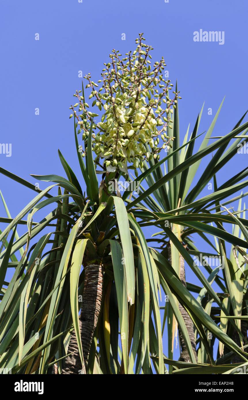 Schott's yucca (Yucca schottii Stock Photo - Alamy