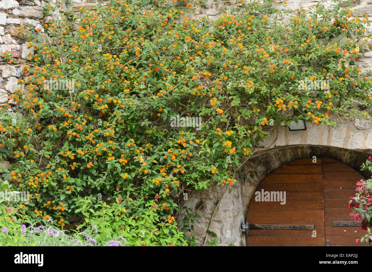 Lantana in a stone wall Stock Photo - Alamy