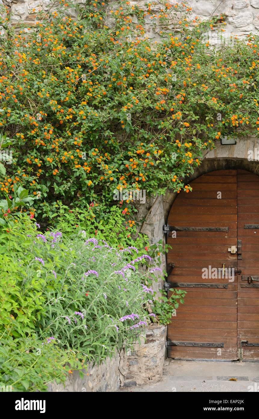 Lantana in a stone wall Stock Photo - Alamy