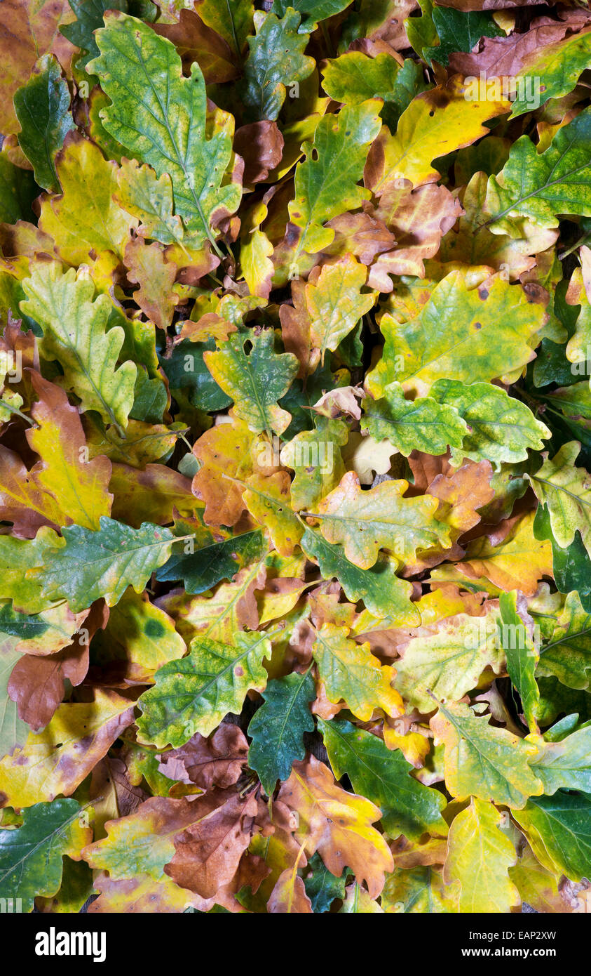 Golden oak leaves pattern hi-res stock photography and images - Alamy