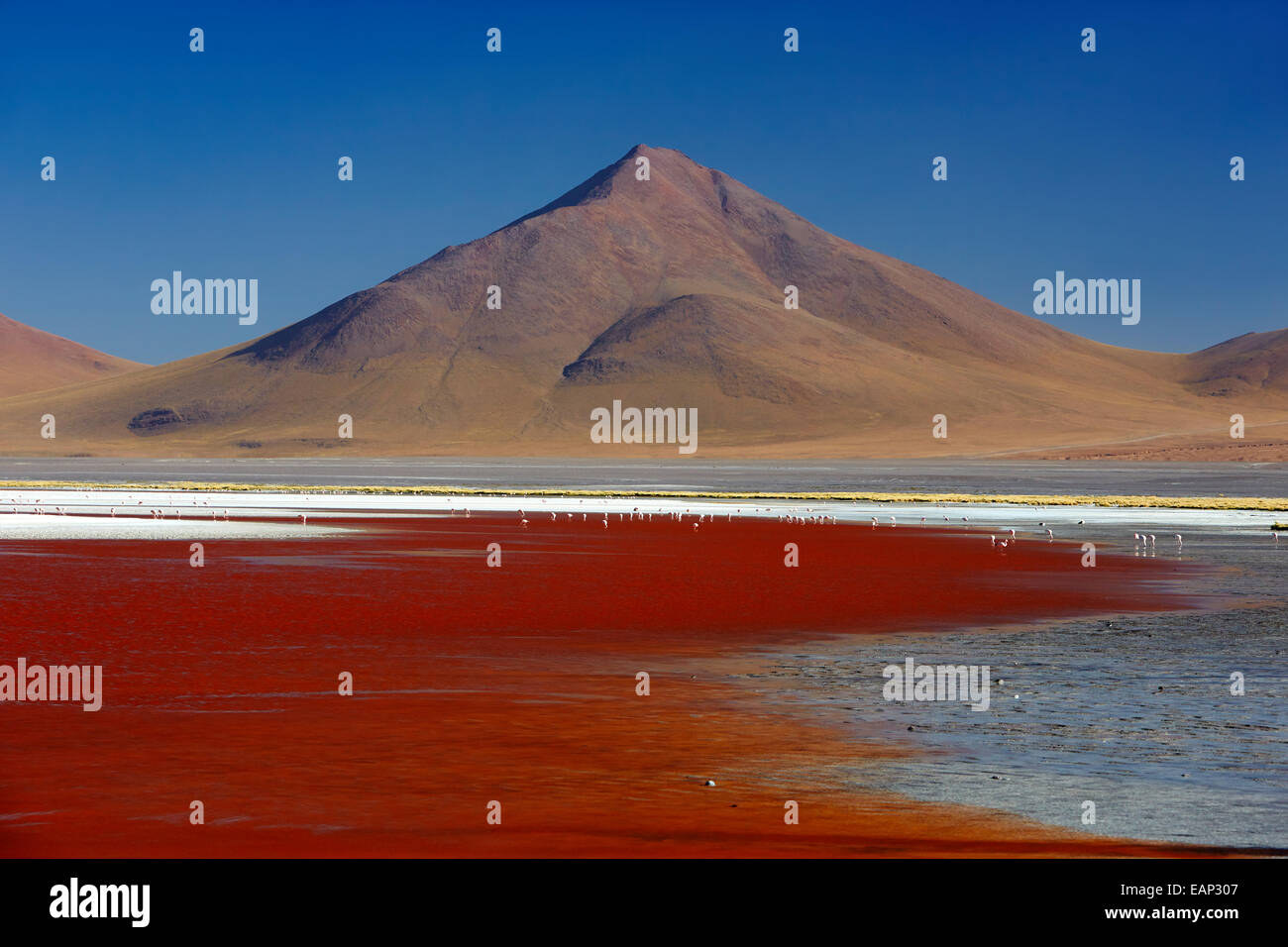 Laguna Colorada Bolivia Stock Photo - Alamy
