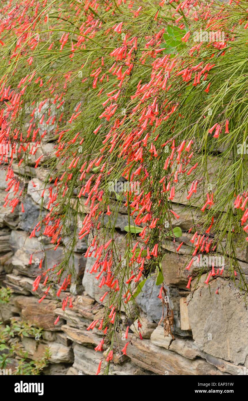 Firecracker plant (Russelia equisetiformis) in a stone wall Stock Photo ...