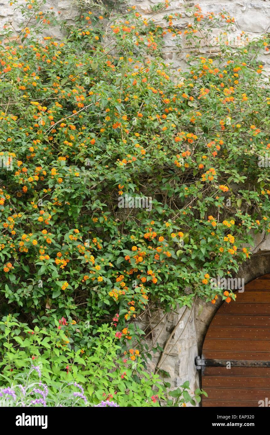 Lantana in a stone wall Stock Photo - Alamy