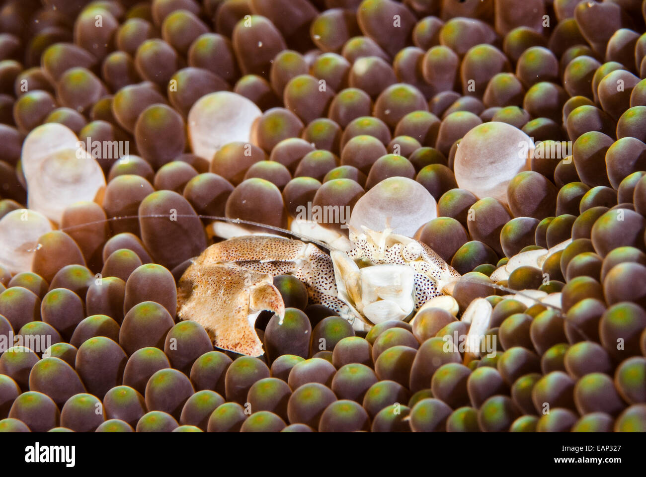 Anemone crab moalboal hi-res stock photography and images - Alamy