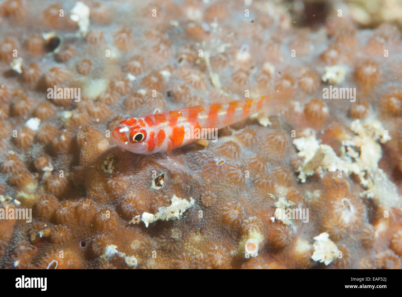 Candycane - dwarfgoby - Moalboal - Cebu - Philippines Stock Photo - Alamy