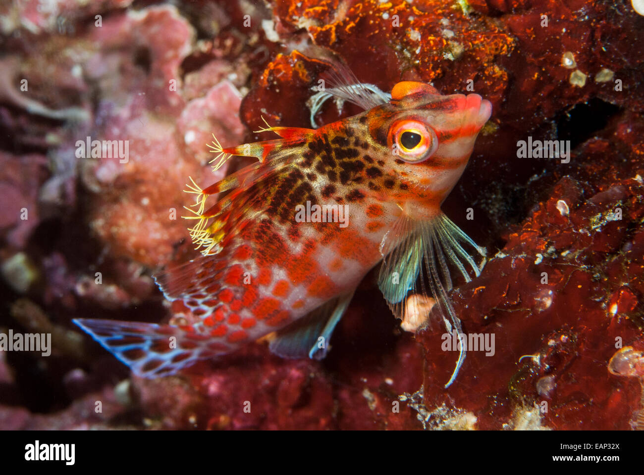 Dwarf hawkfish - Cirrhitichthys falco - Moalboal - Cebu - Philippines ...