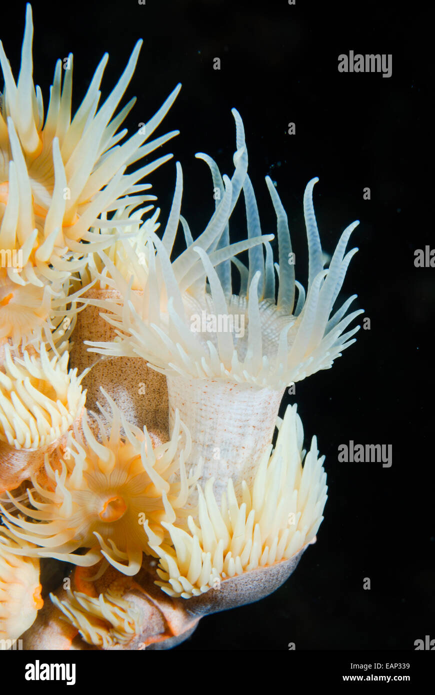 Colonial anemone - Amhianthus sp. - Moalboal - Cebu - Philipphines ...