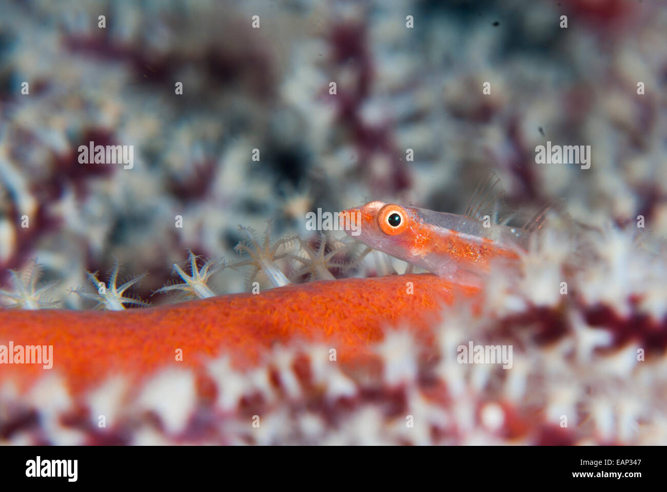 Large whip goby - Bryanonops amplus - Moalboal - Cebu - Philippines ...