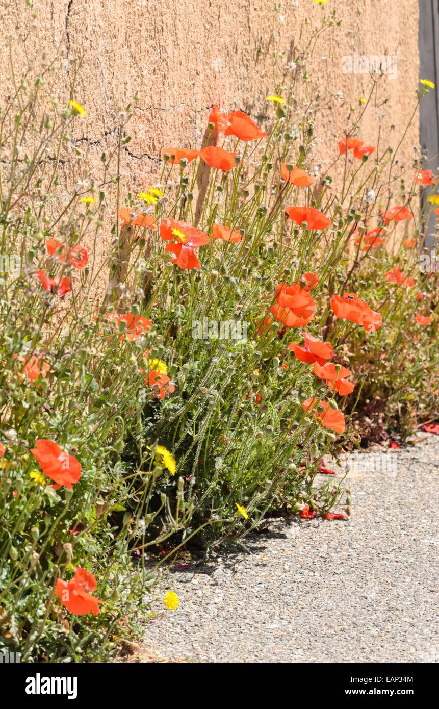 Corn field flanders red poppy hi-res stock photography and images - Alamy