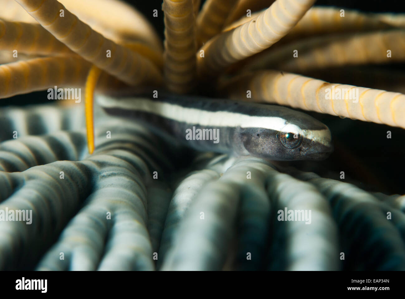 Discotrema Crinophila High Resolution Stock Photography and Images - Alamy