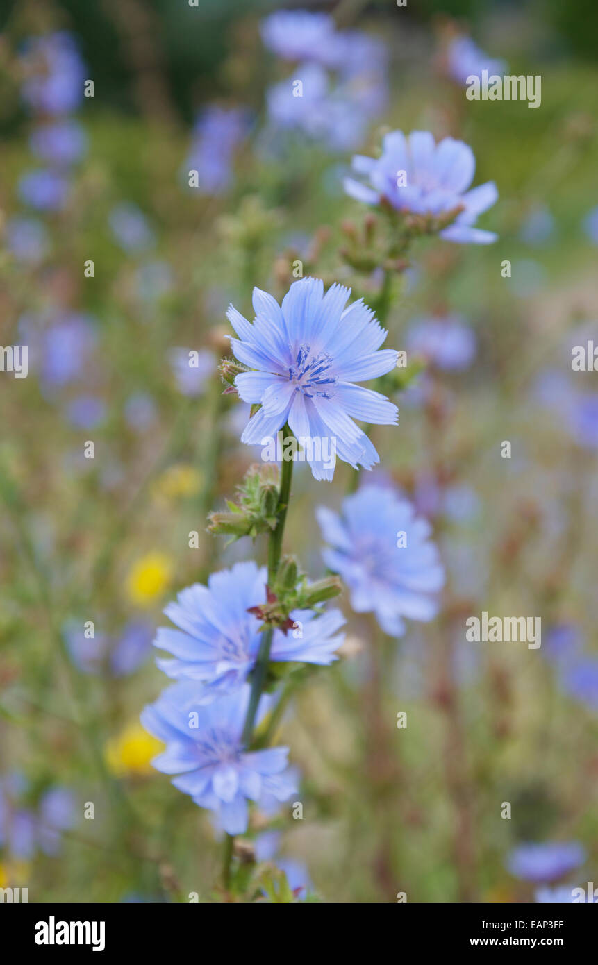 Blue roadside flower hi-res stock photography and images - Alamy