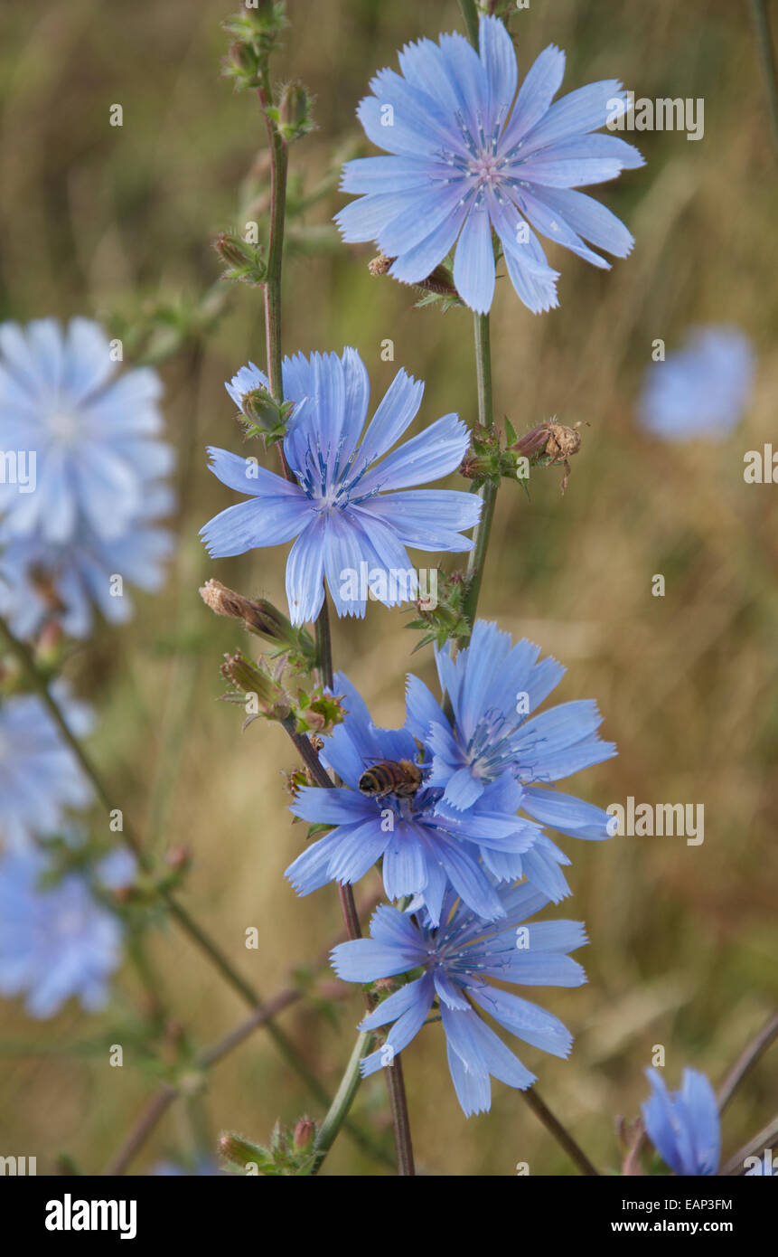 Common chicory, Cichorium intybus with honey bee Stock Photo - Alamy