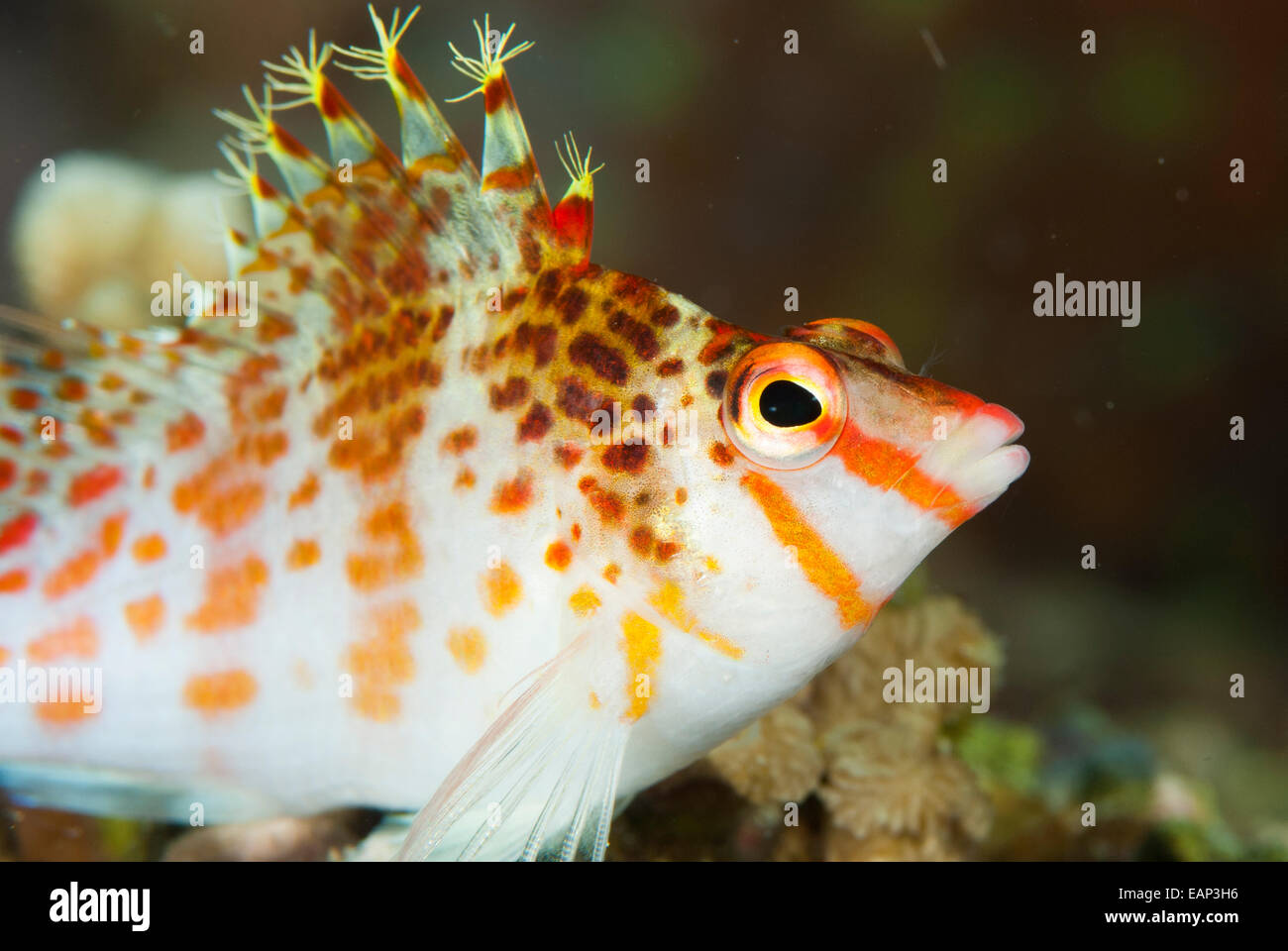 Dwarf hawkfish - Cirrhitichthys falco - Moalboal - Cebu - Philippines ...