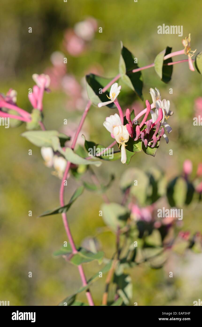 Honeysuckle climbing plant hi-res stock photography and images - Alamy