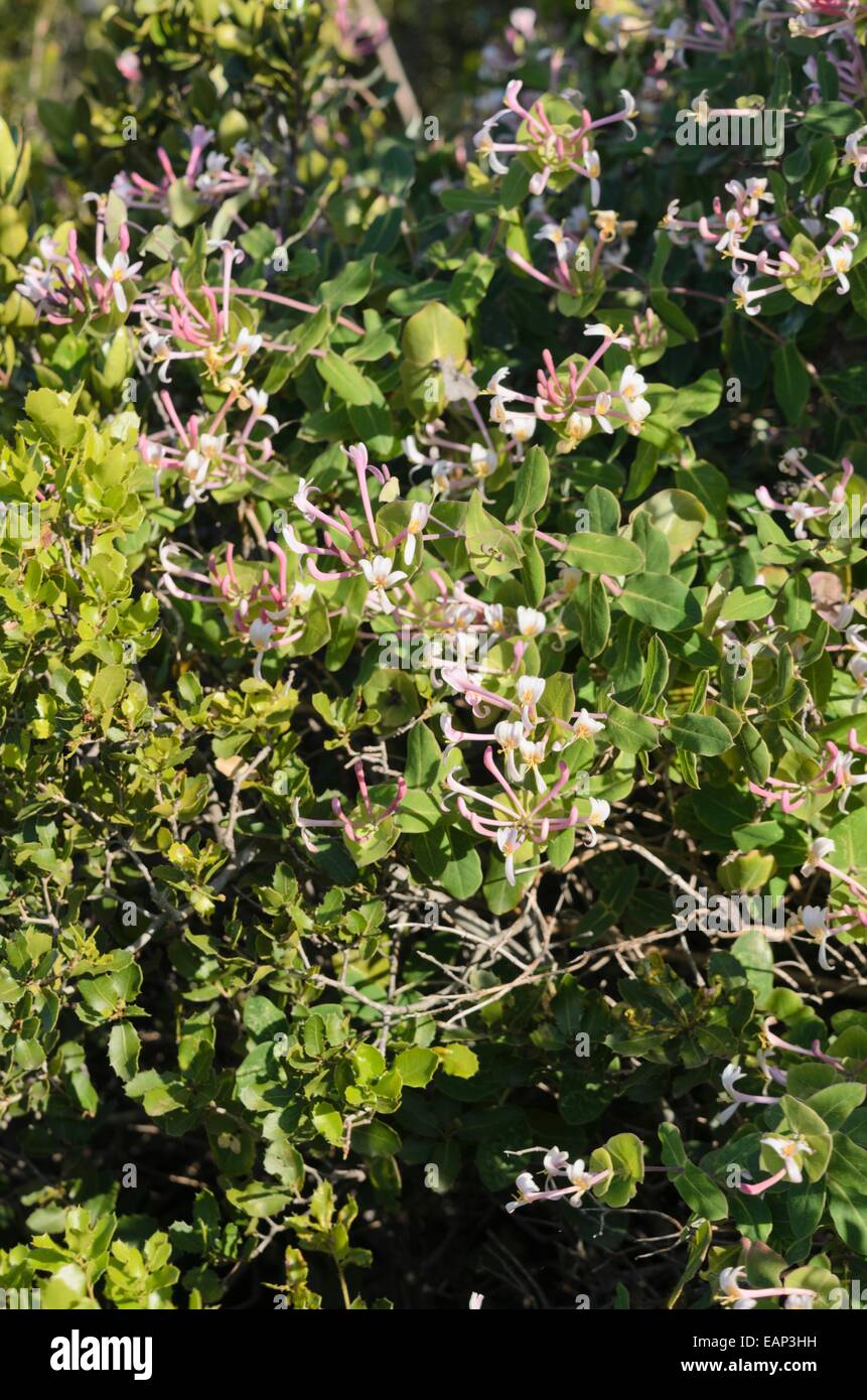 Minorca honeysuckle (Lonicera implexa Stock Photo - Alamy