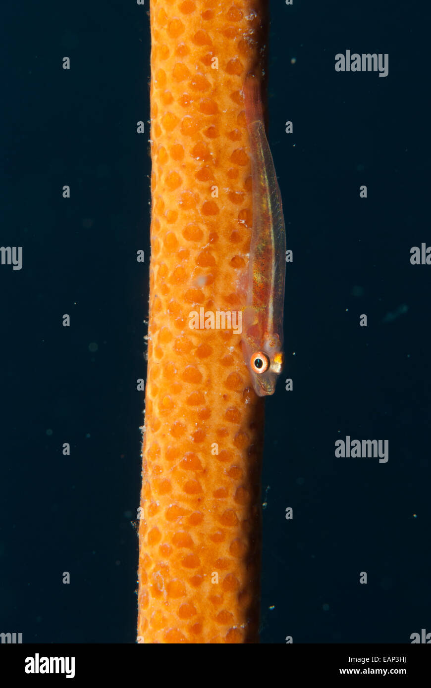 Large whip goby - Bryanonops amplus - Moalboal - Cebu - Philippines ...