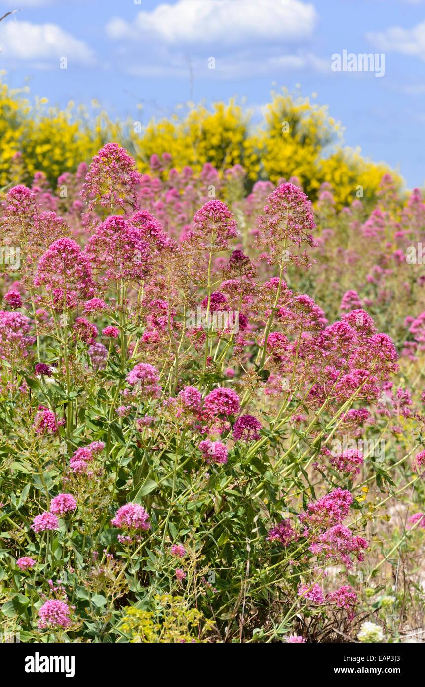 Centranthus ruber hi-res stock photography and images - Alamy