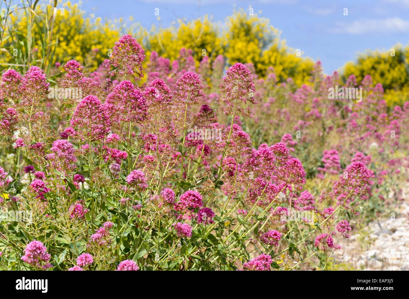 Red valerian (Centranthus ruber Stock Photo - Alamy
