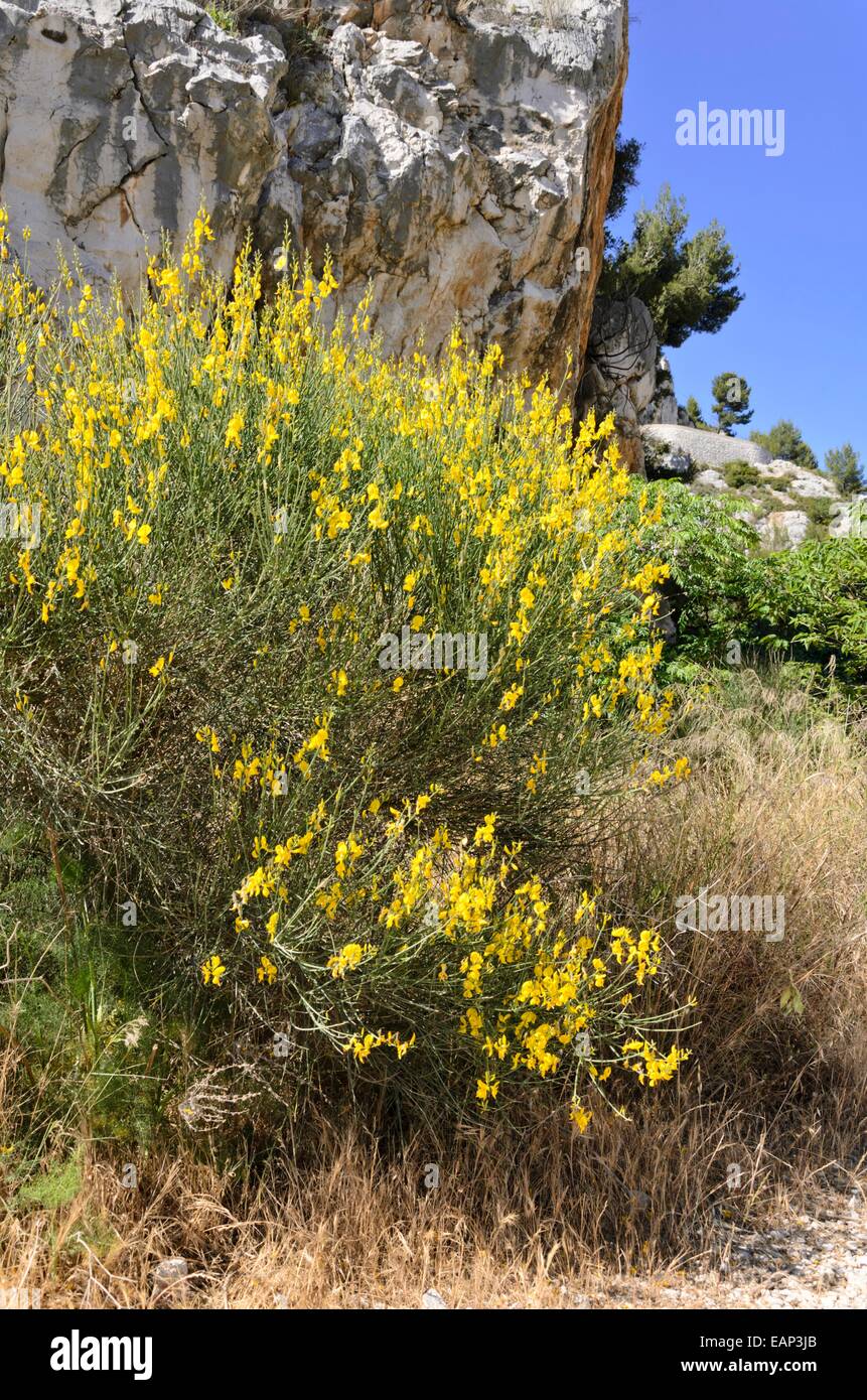 Spanish brooms hi-res stock photography and images - Alamy