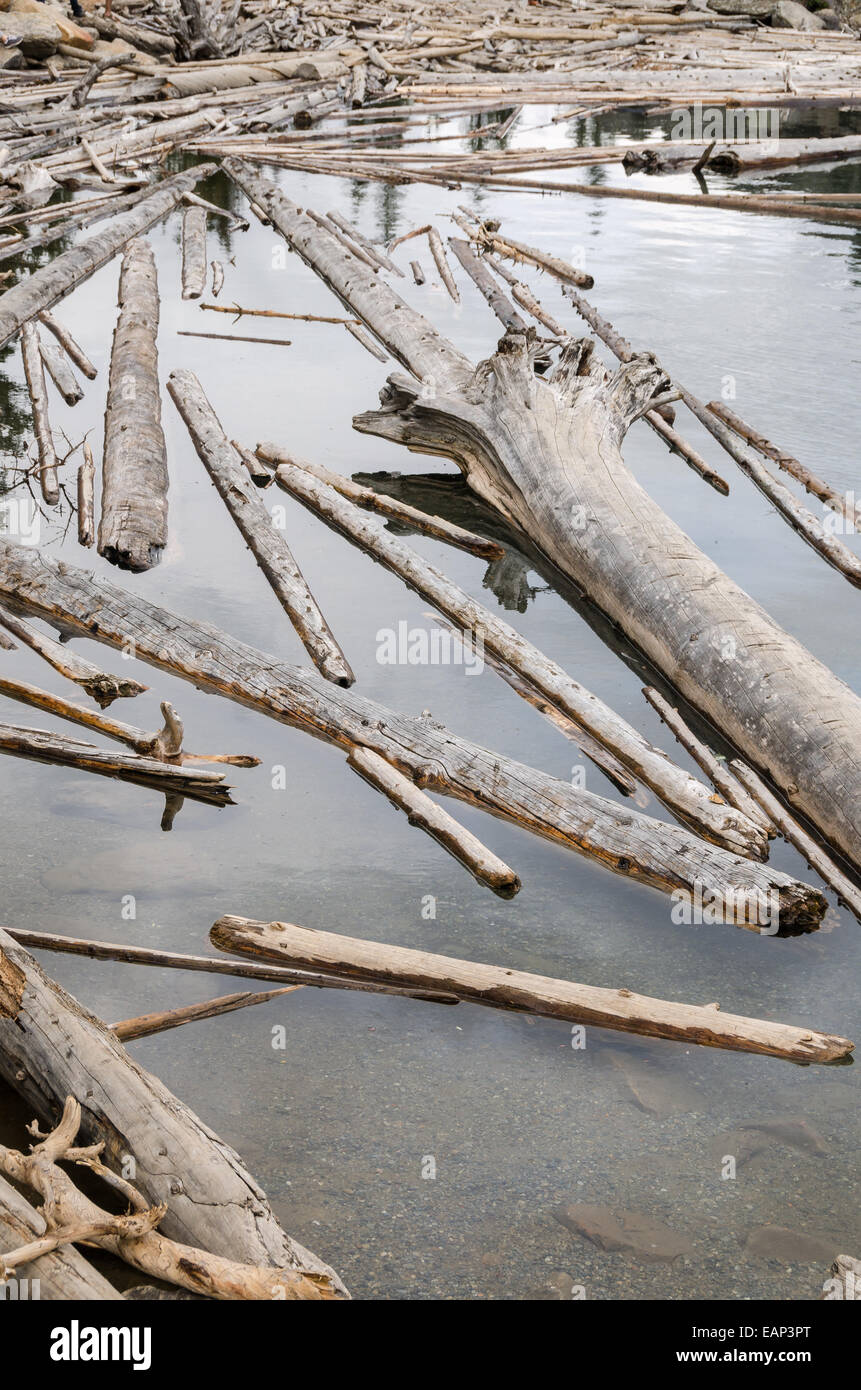 trunks floating on Moraine Lake in Lake Louise in Canada Stock Photo ...