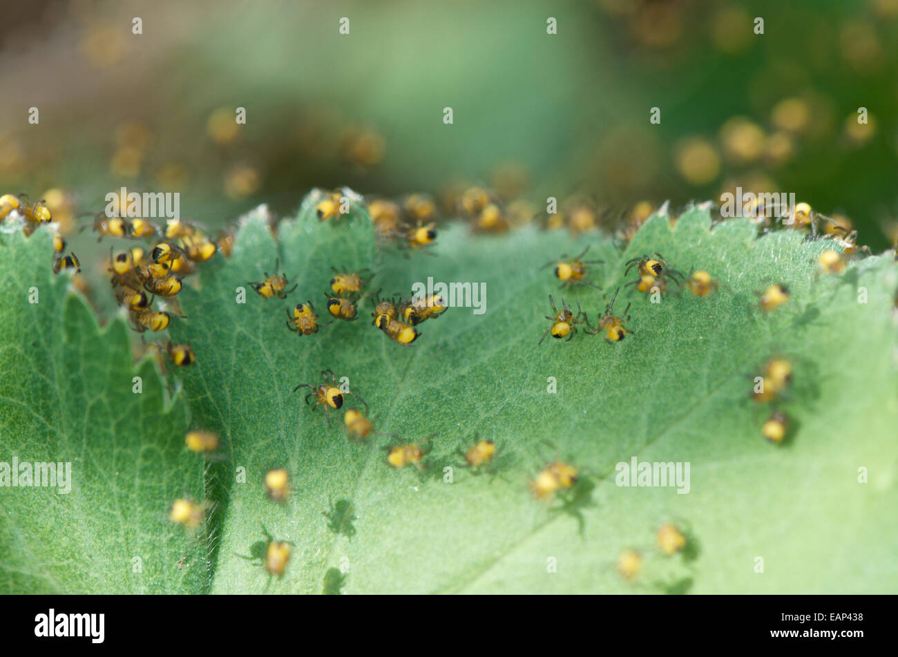 The European garden spider, Araneus diadematus, spiderlings newly ...