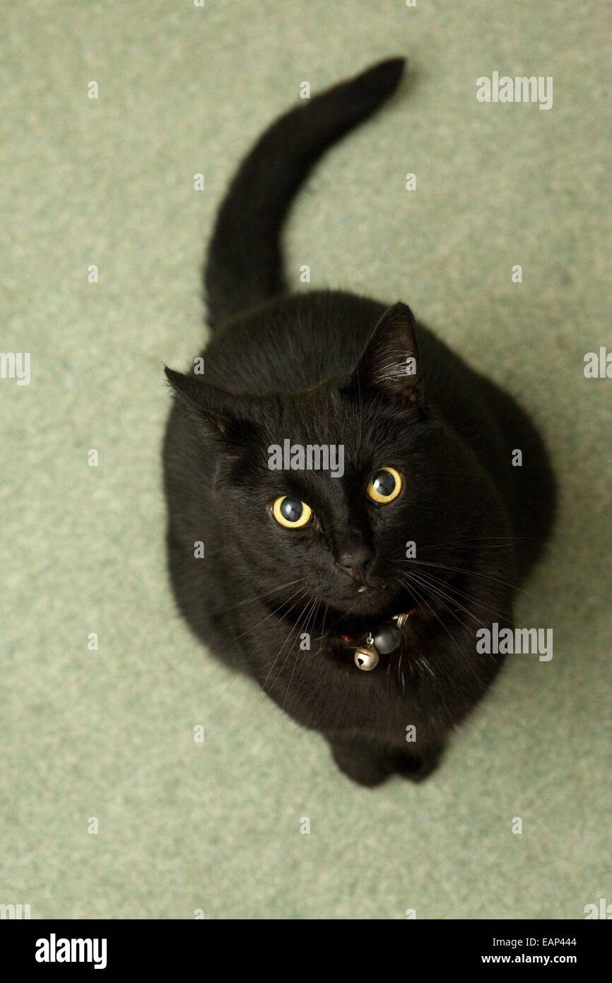 Black cat camera hi-res stock photography and images - Alamy