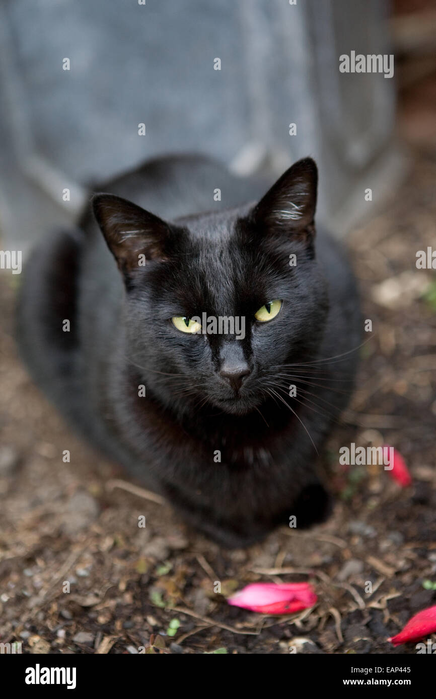 Roger the black cat Stock Photo - Alamy