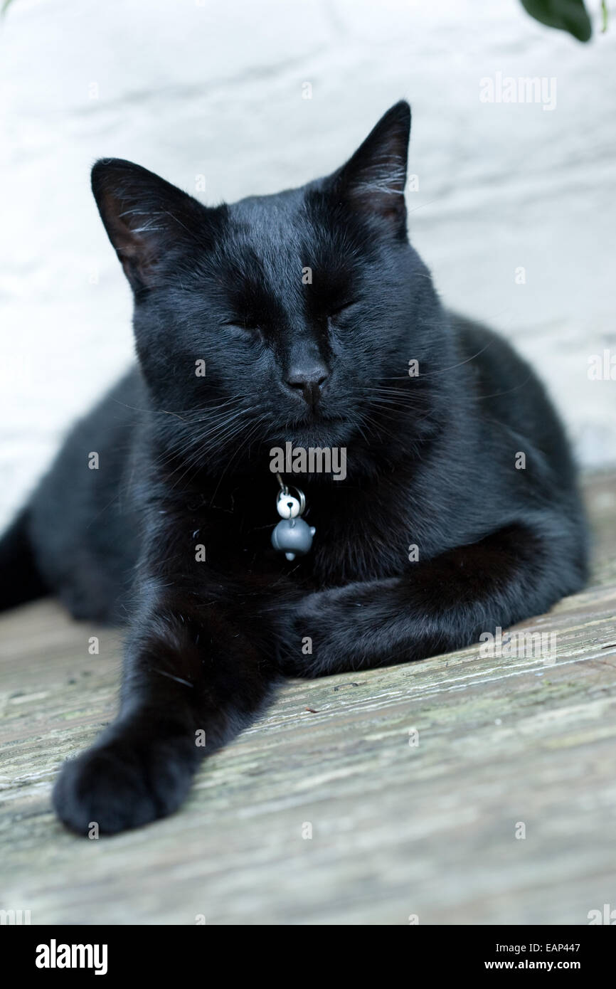 Roger the black cat Stock Photo - Alamy