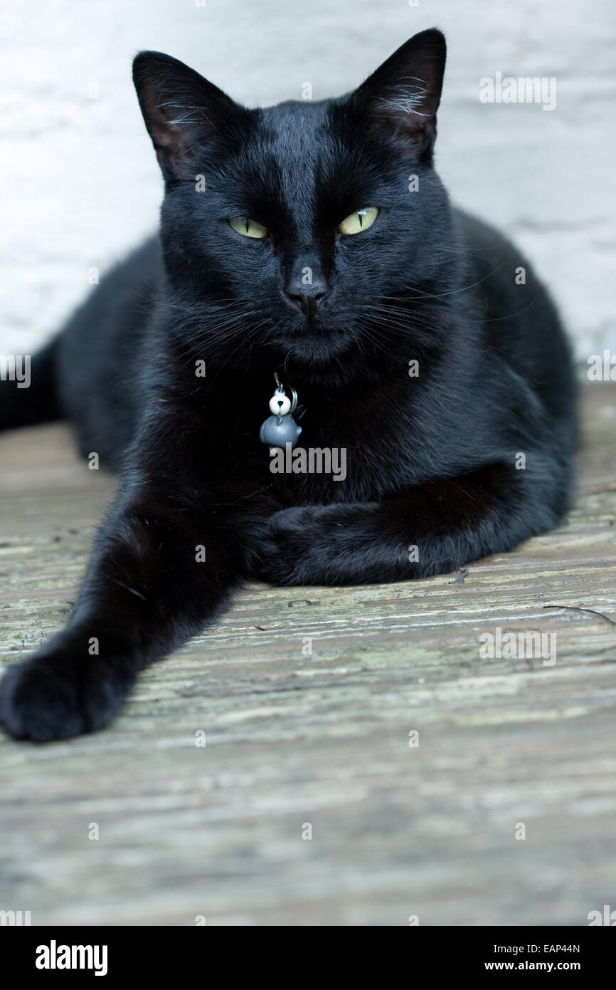 Roger the black cat Stock Photo - Alamy