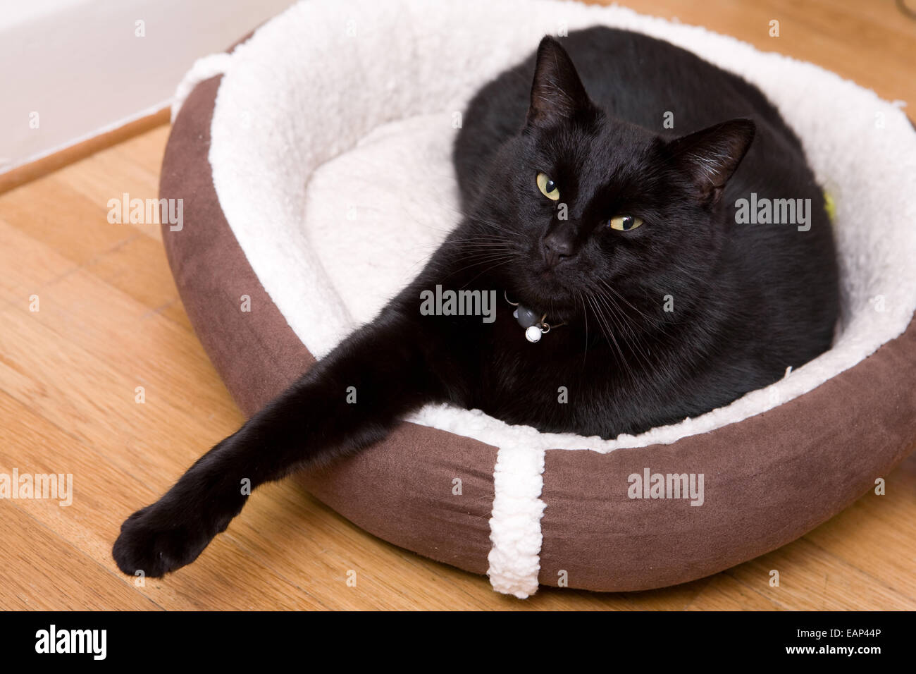 Roger the cat having a nap Stock Photo - Alamy