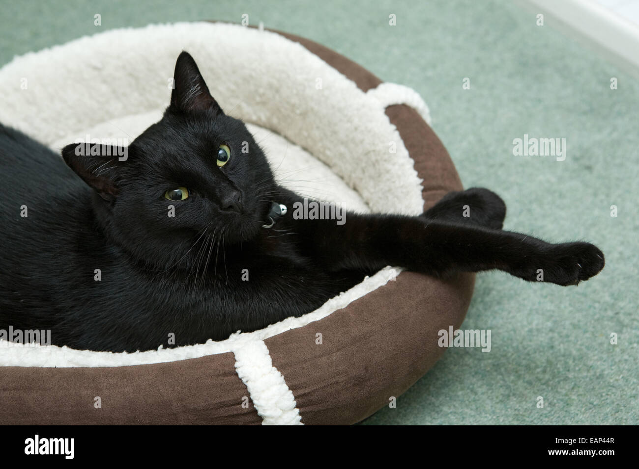 Roger the cat having a nap Stock Photo - Alamy